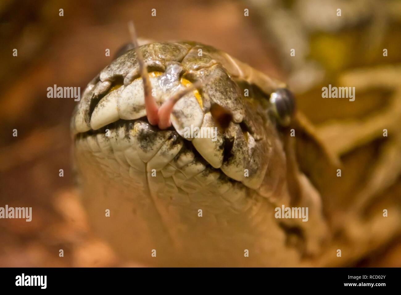 African Rock Python Stock Photo - Alamy