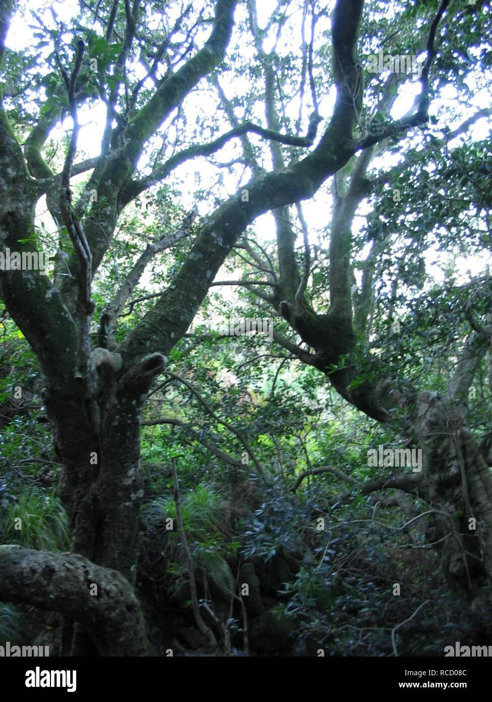 Afrotemperate forest at Helderberg Nature Reserve - Afromontane Cape ...