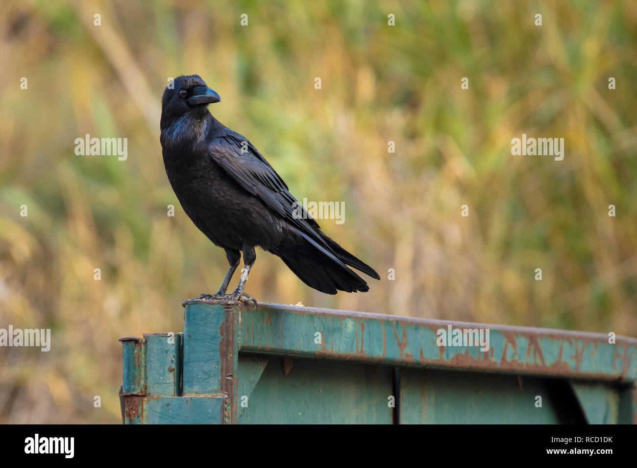 Crows and tree hi-res stock photography and images - Alamy