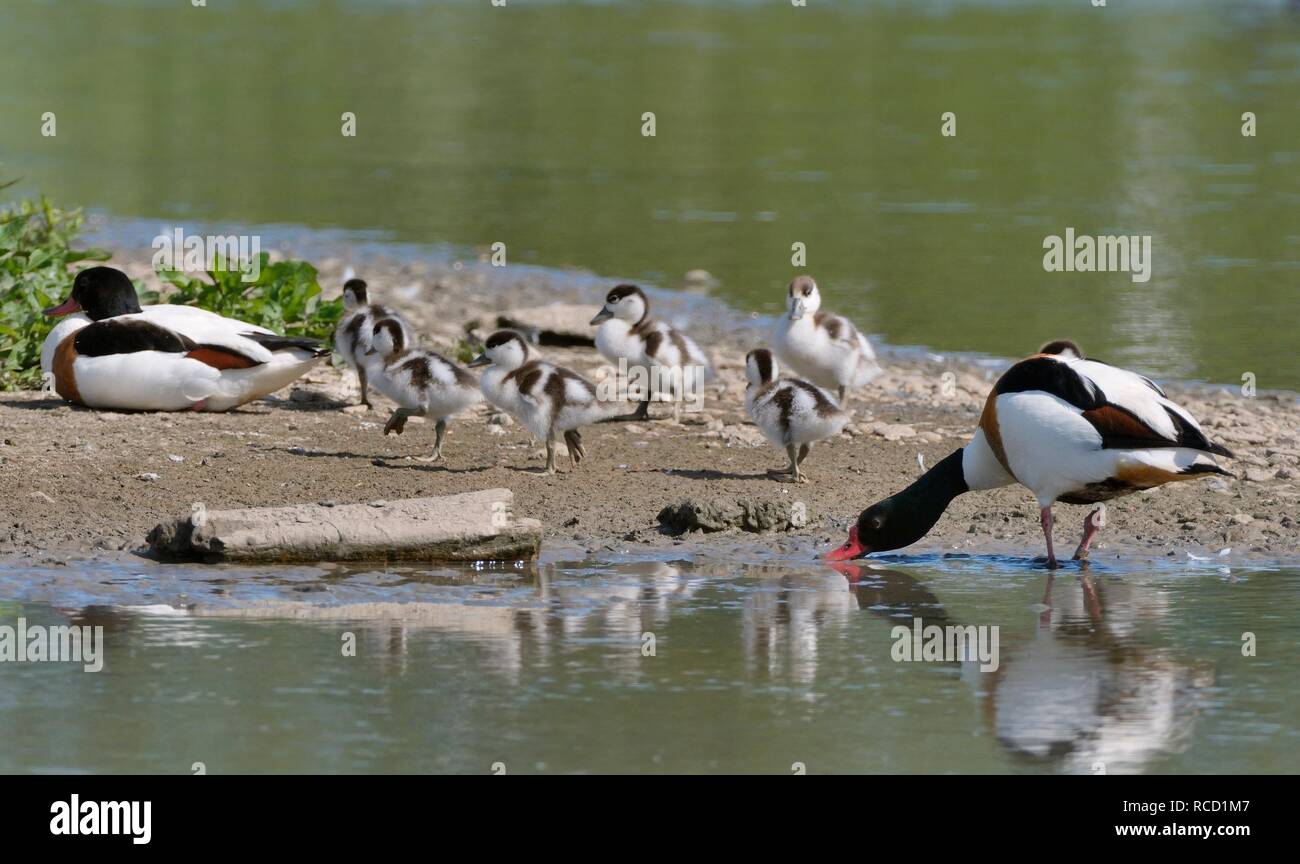 Common shelduck (Tadorna tadorna) pair with their brood of young ...