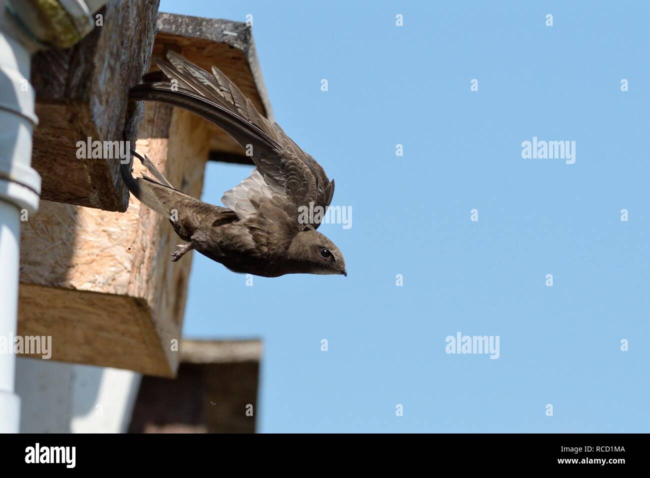 Common swift flight hi-res stock photography and images - Alamy
