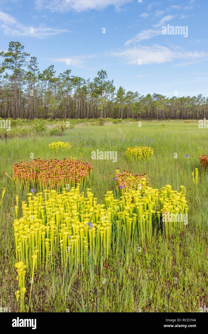 Yellow Trumpet Pitcher plants (Sarracenia flava) Post burn growth on ...