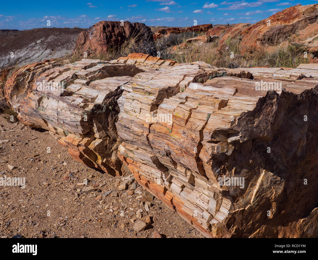 Petrified wood along the Crystal Forest loop trail, Petrified Forest ...