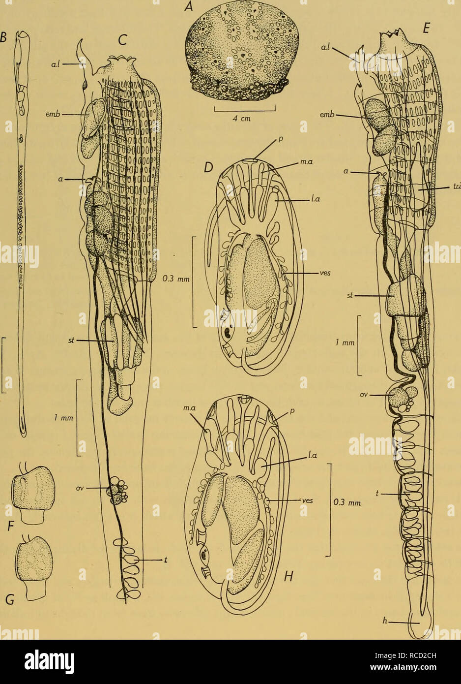 . Discovery reports. Discovery (Ship); Scientific expeditions; Ocean ...