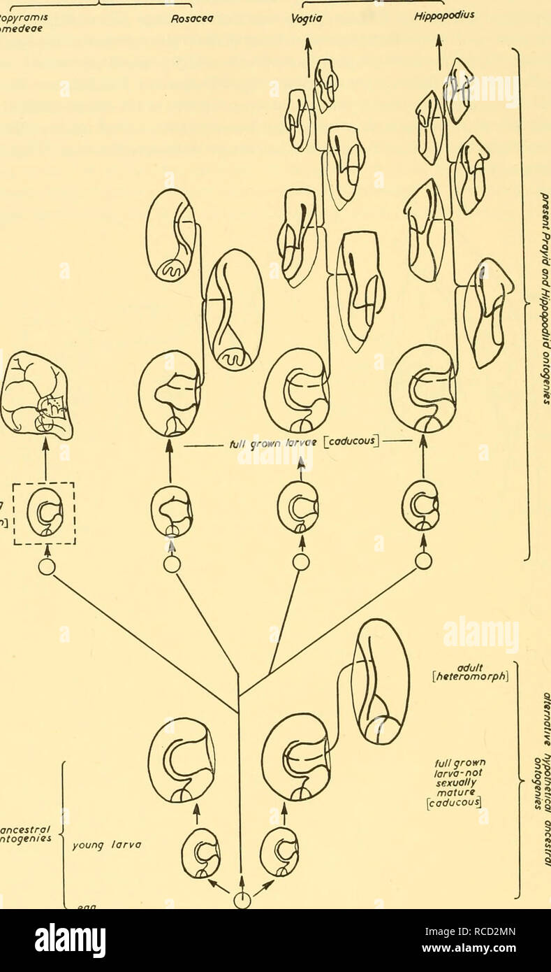 . Discovery reports. Discovery (Ship); Scientific expeditions; Ocean ...