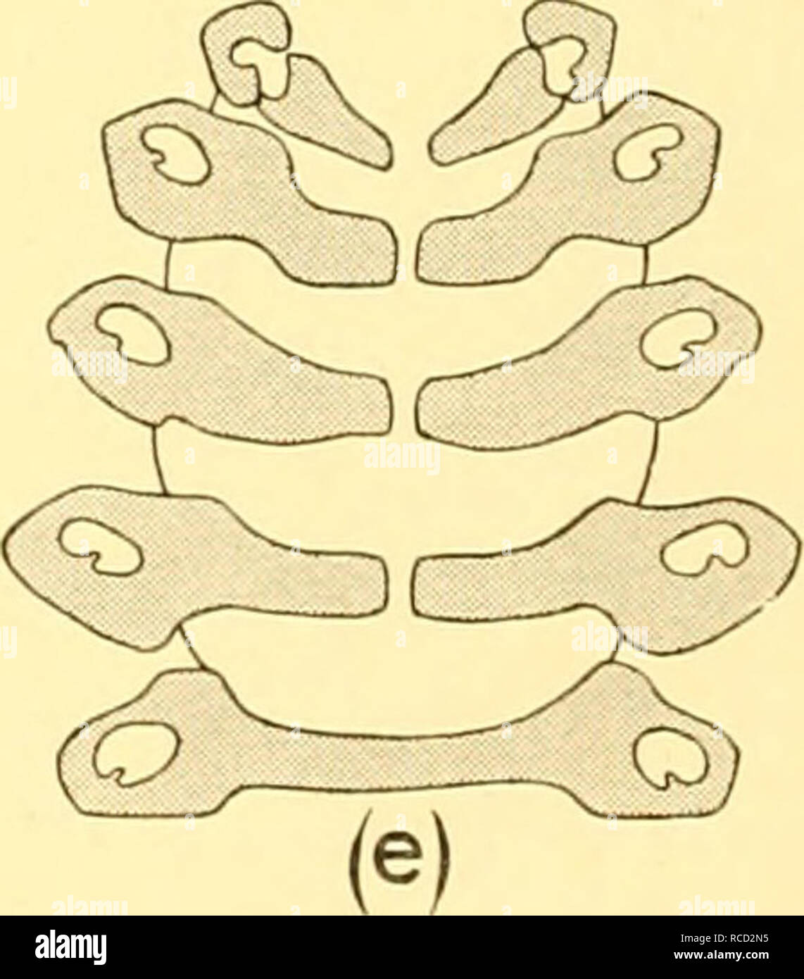Female brood pouch hi-res stock photography and images - Alamy