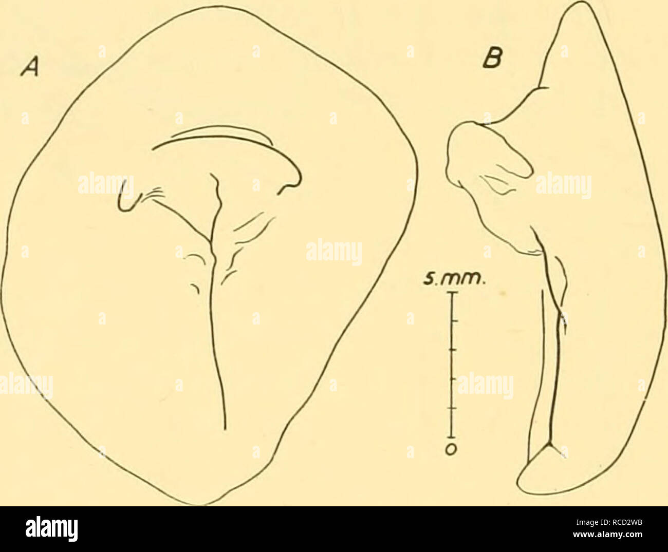 Melophysa melo hi-res stock photography and images - Alamy