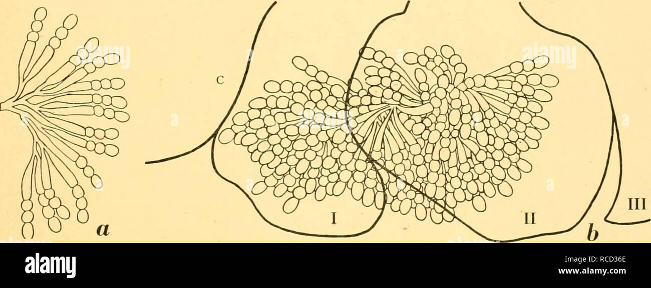. Discovery reports. Discovery (Ship); Scientific expeditions; Ocean ...
