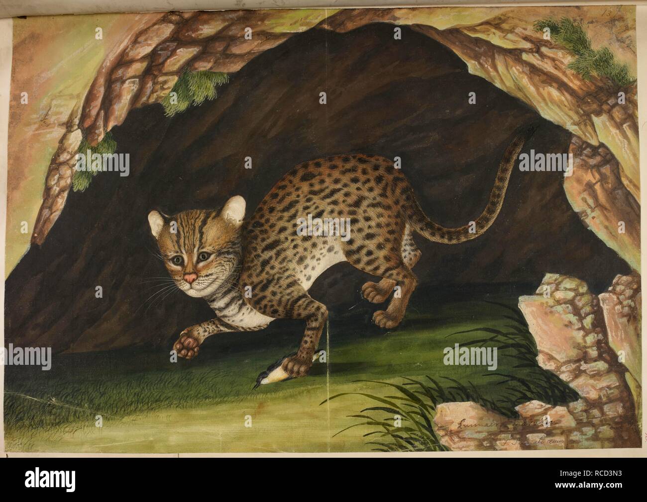 Felis planiceps hi-res stock photography and images - Alamy