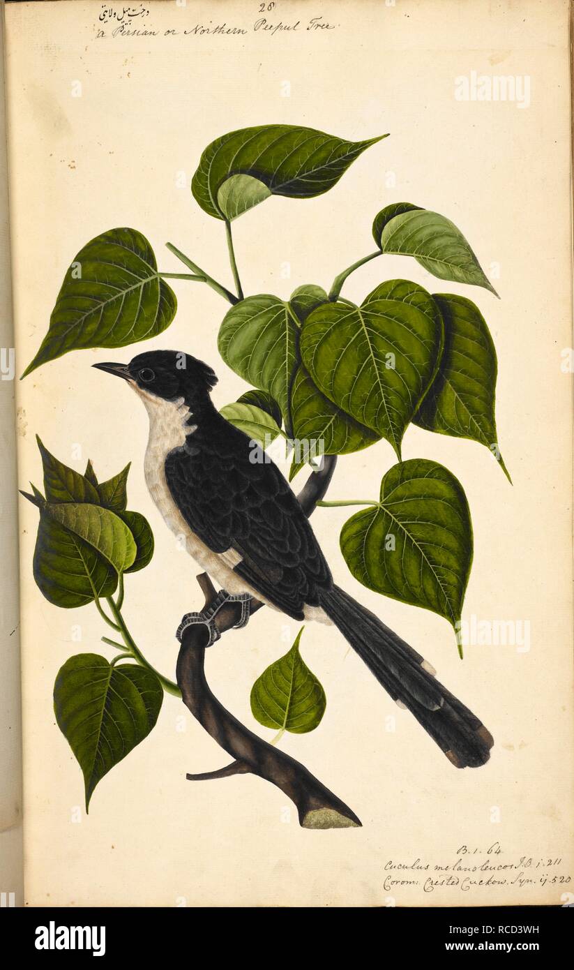 Pied Cuckoo â€˜Clamator jacobinusâ€™ The bird is perched on the ...