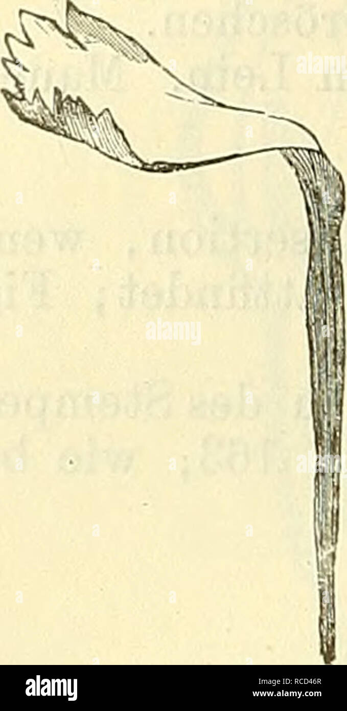 Perigonium hi-res stock photography and images - Alamy