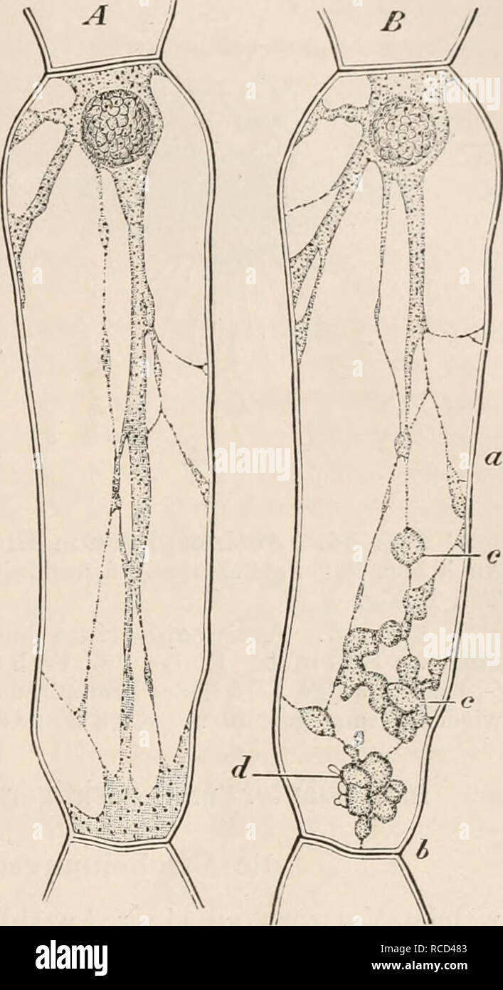 Ganze klumpen hi-res stock photography and images - Alamy