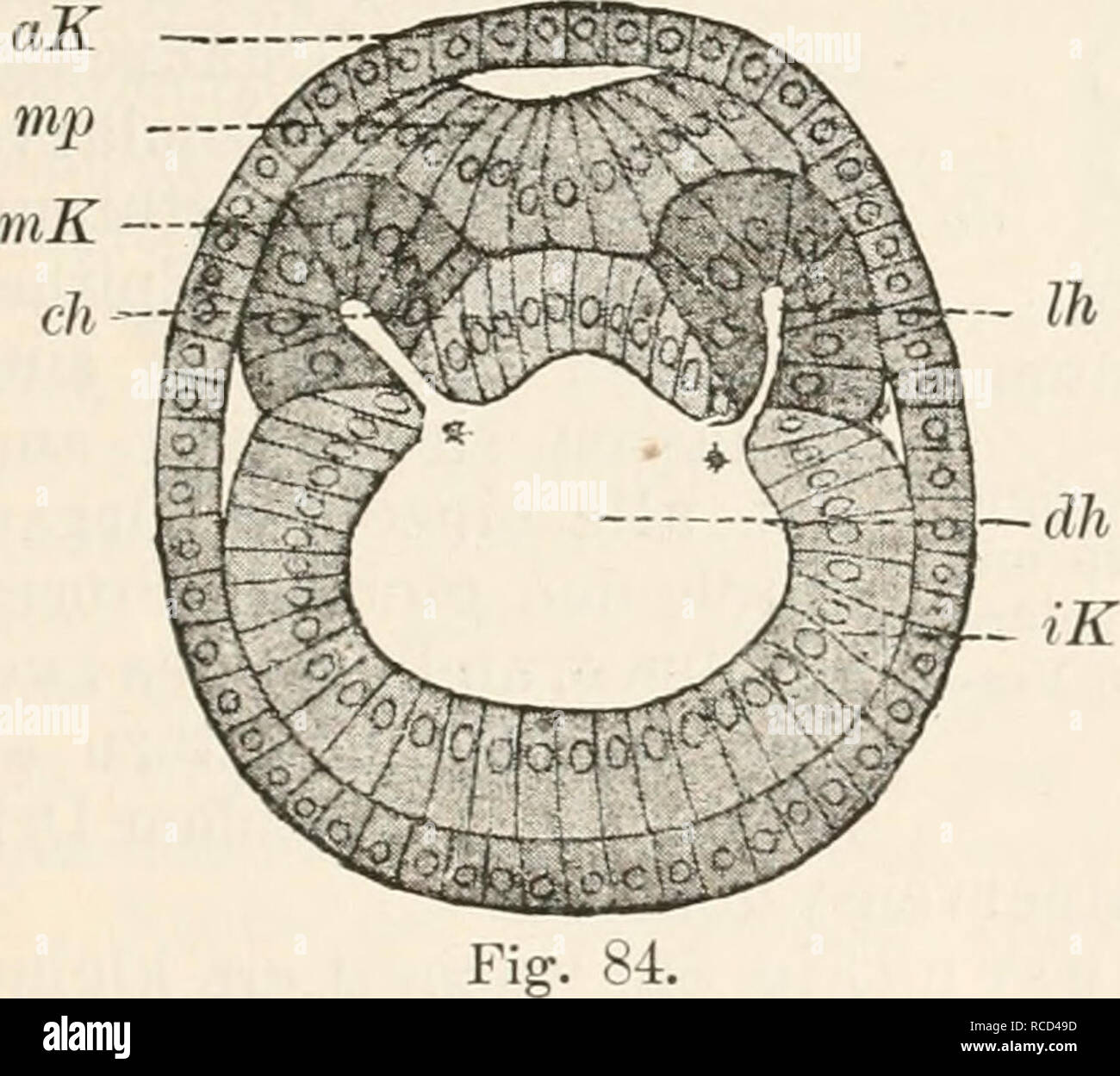 Inneres gewebe hi-res stock photography and images - Alamy