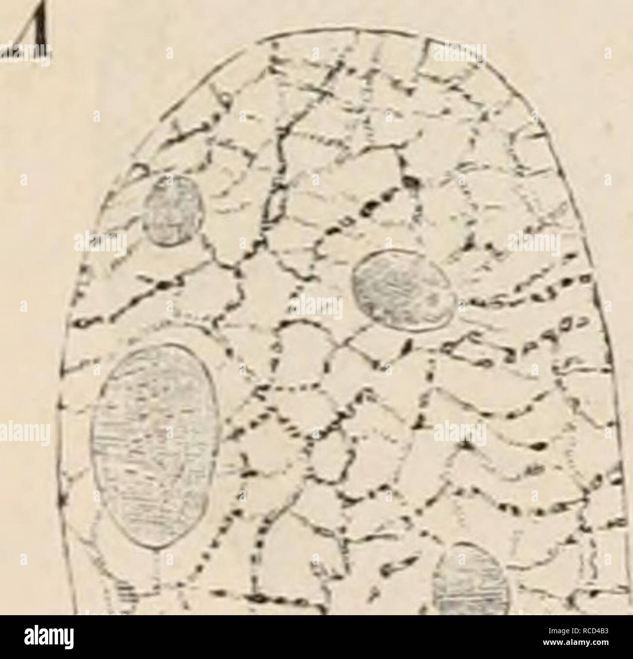 Nuclein hi-res stock photography and images - Alamy