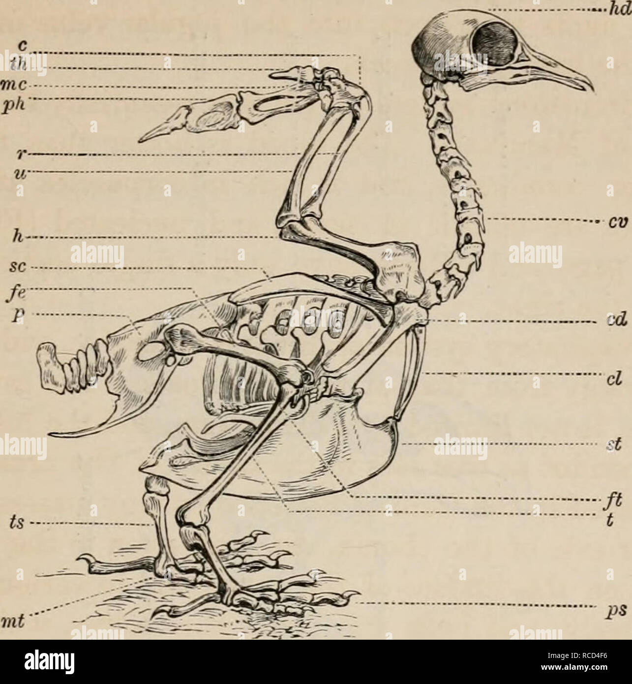. Elements of zoölogy : a textbook. Zoology. SKELETON. FIG. 1G2. 143 ...