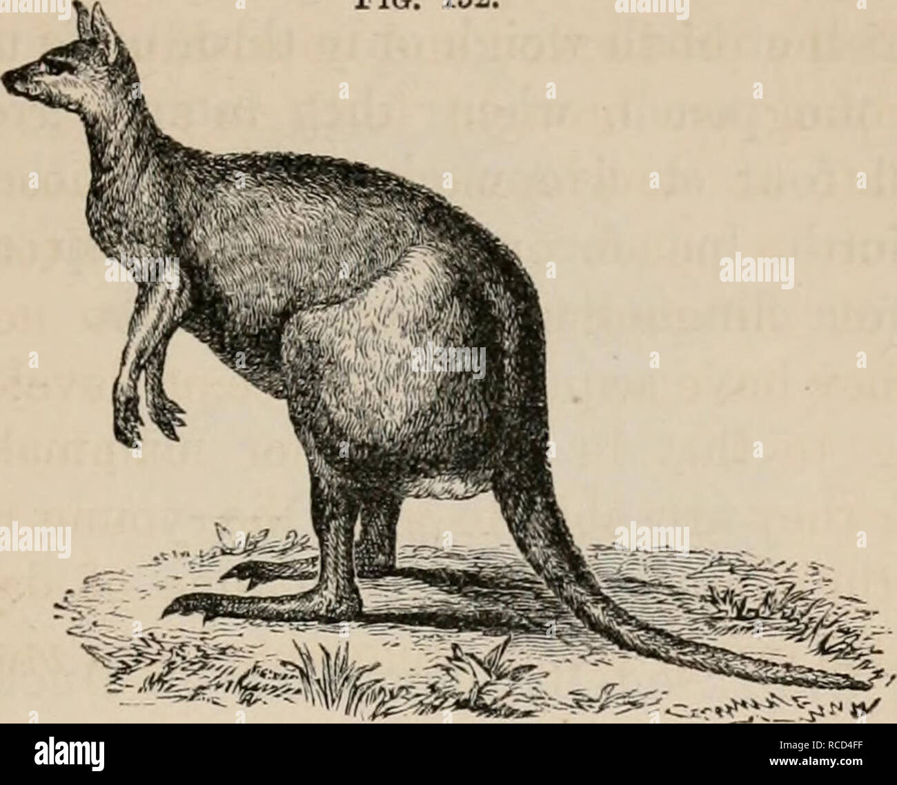 Macropus major hi-res stock photography and images - Alamy