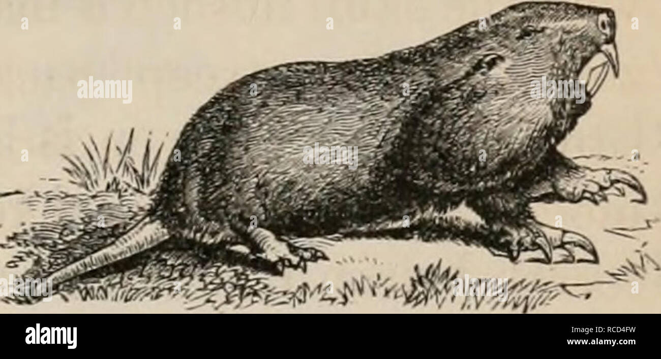 Pouched jumping mouse hi-res stock photography and images - Alamy