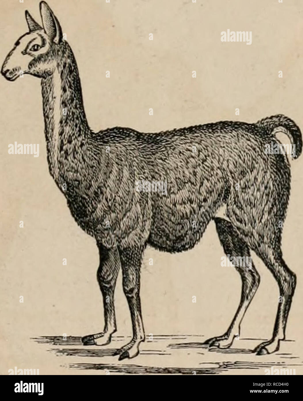 Llamas feet hi-res stock photography and images - Alamy