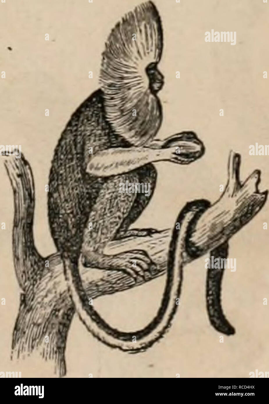 Twisted monkey hi-res stock photography and images - Alamy