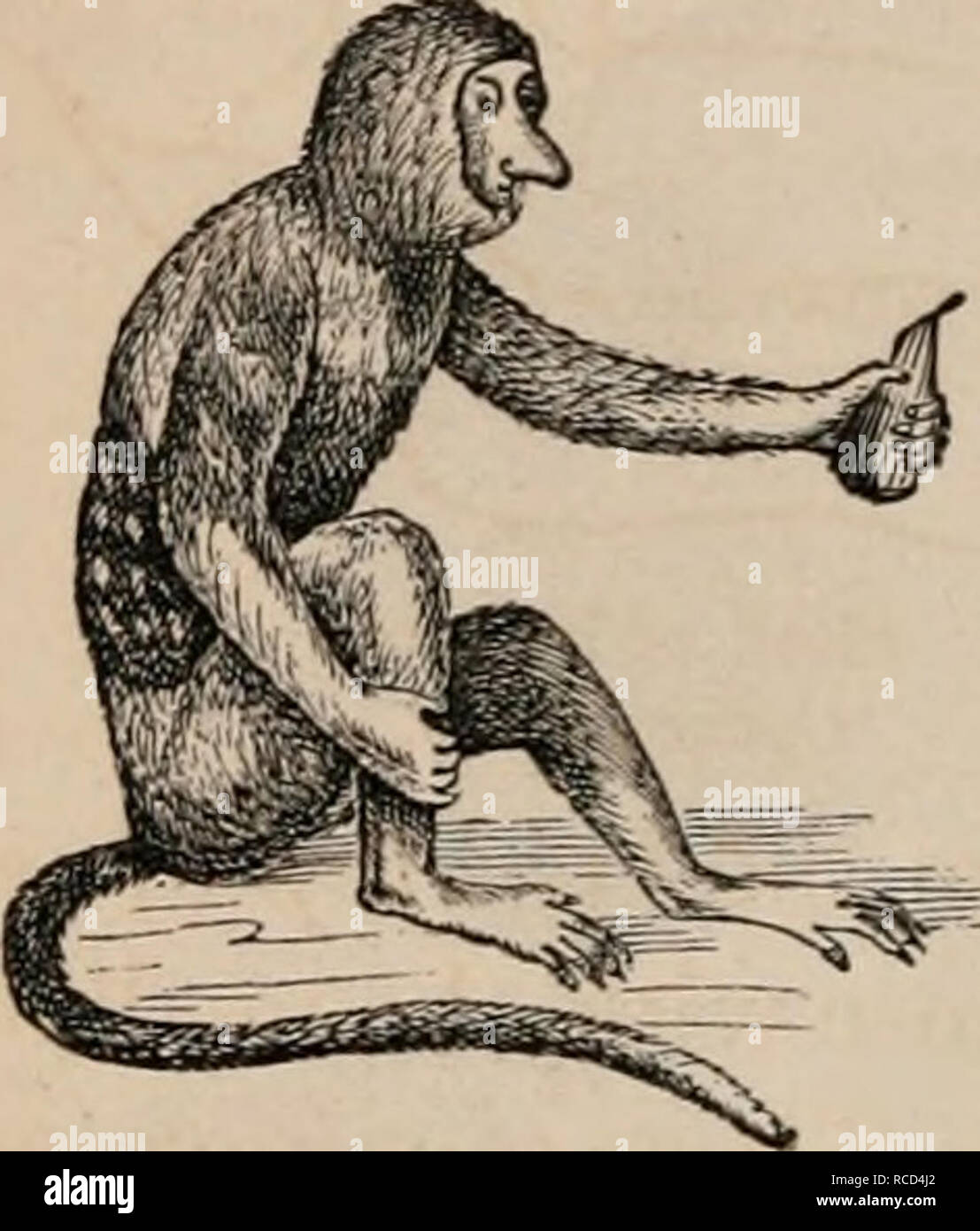 Barbary Monkey Dissection Are You Curious About Curious George?