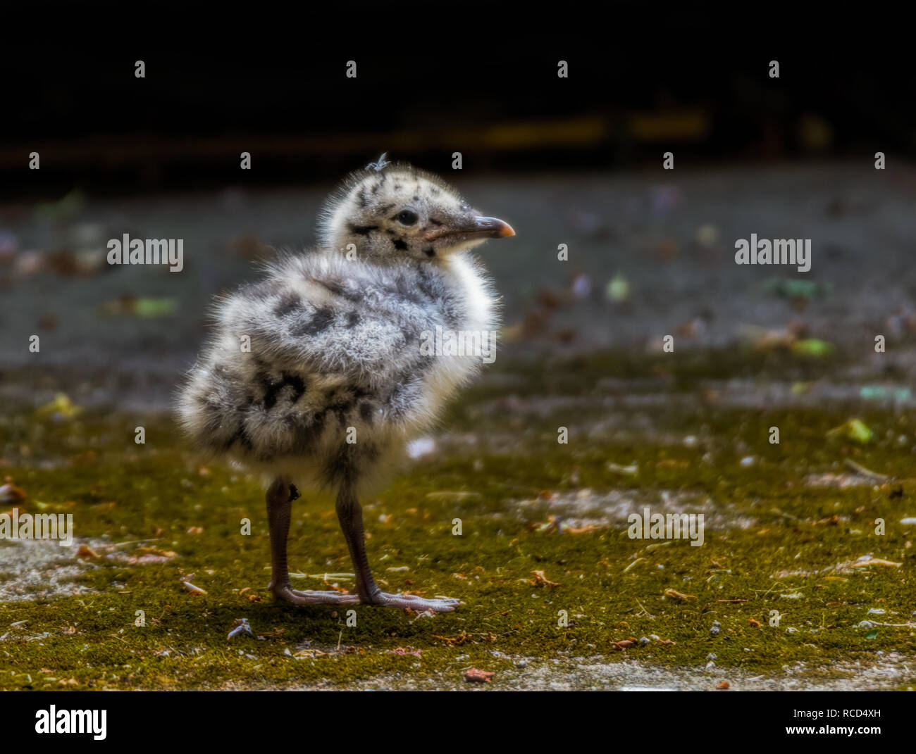 very small and cute seagull nestling in Stockholm city Stock Photo - Alamy