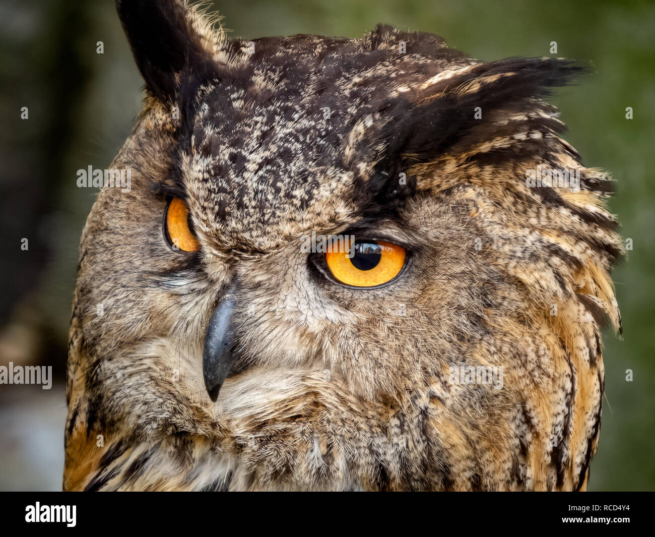 Great Horned Owl Orange Eyes 5219