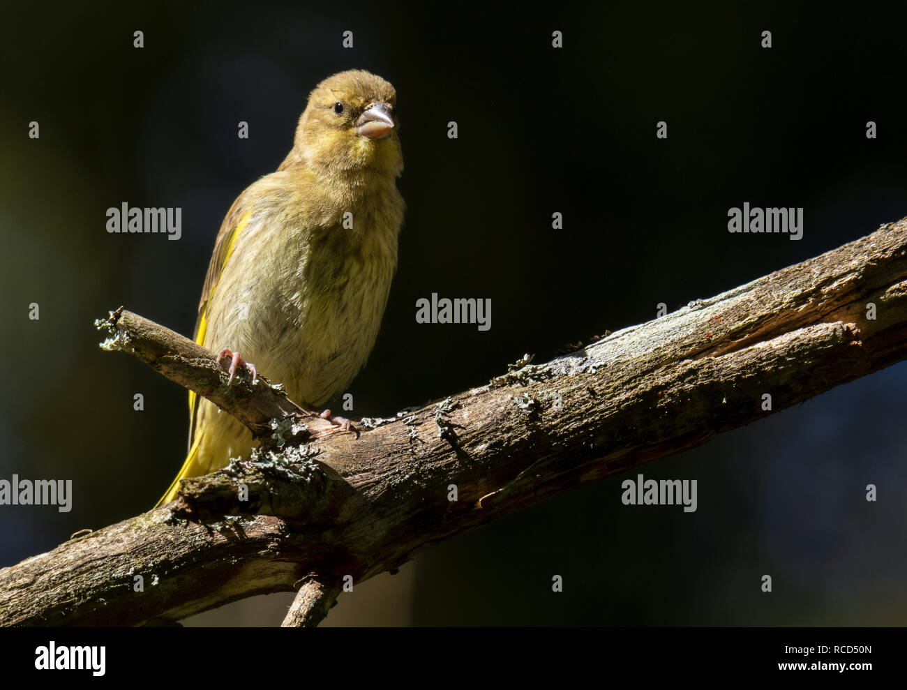 Small bird sitting on a twig hi-res stock photography and images - Alamy