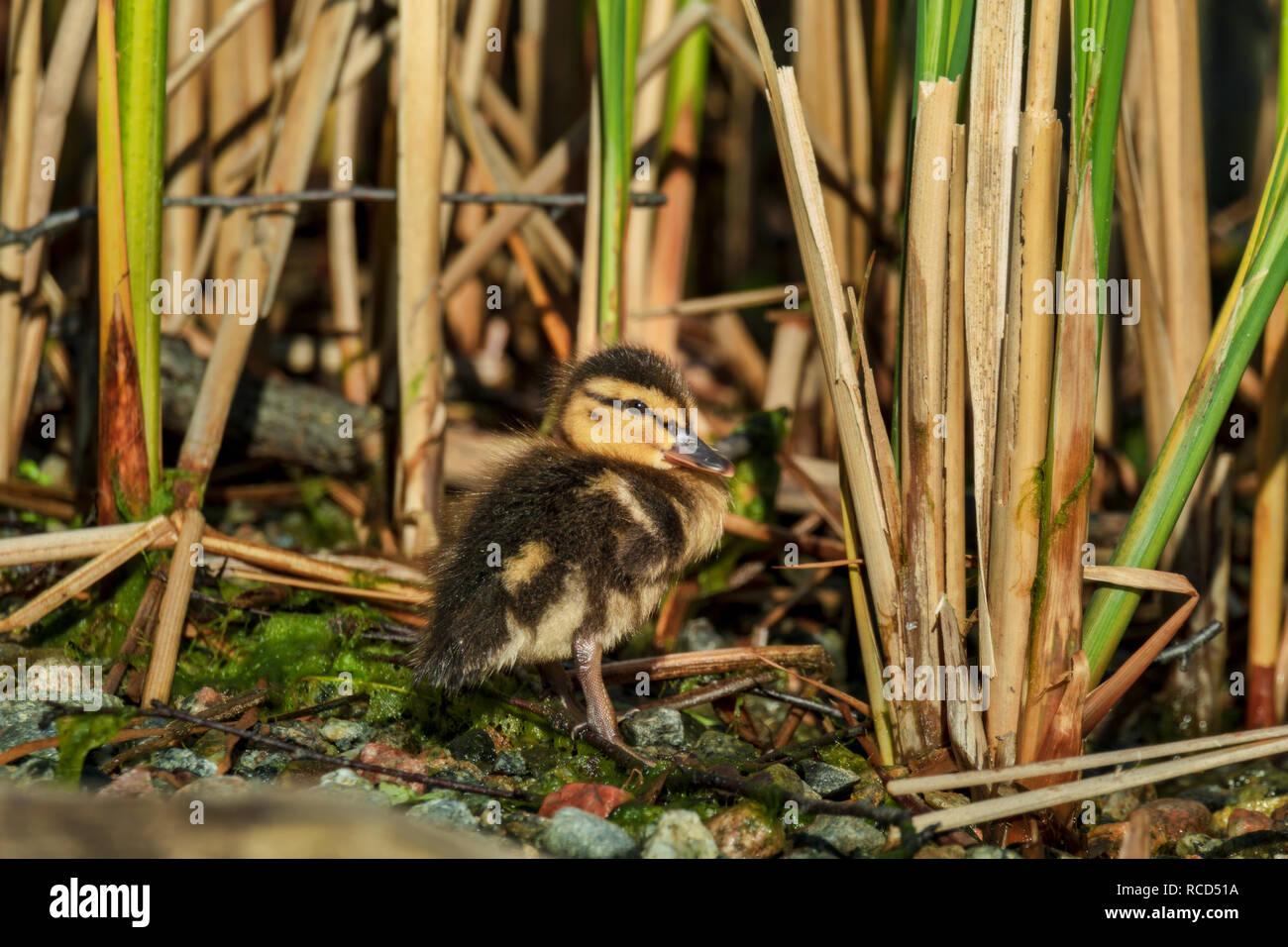 Adorable duckling hi-res stock photography and images - Alamy
