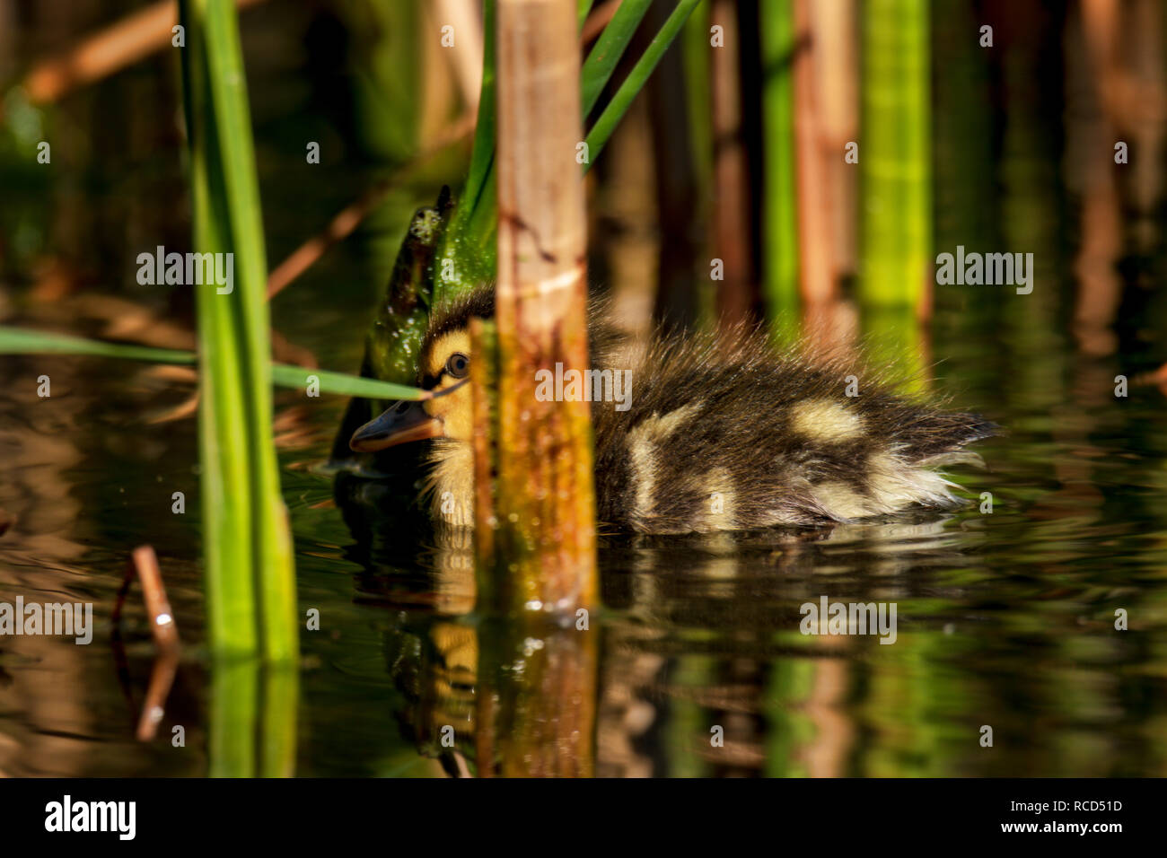cute tiny young duckling in spring Stock Photo - Alamy