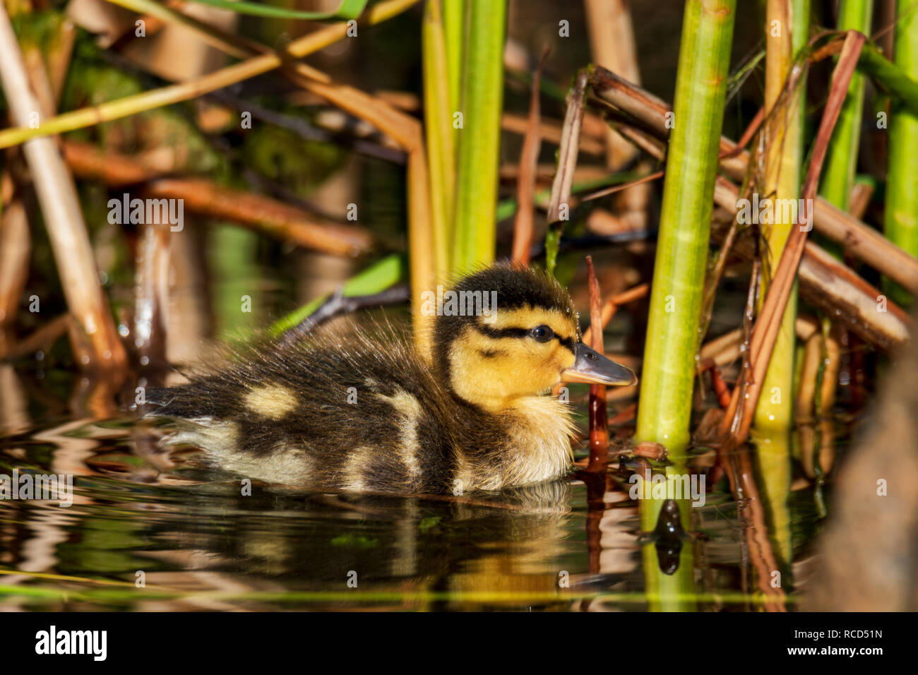 cute tiny young duckling in spring Stock Photo - Alamy