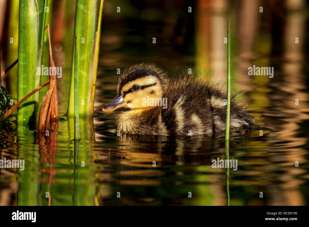 cute tiny young duckling in spring Stock Photo - Alamy
