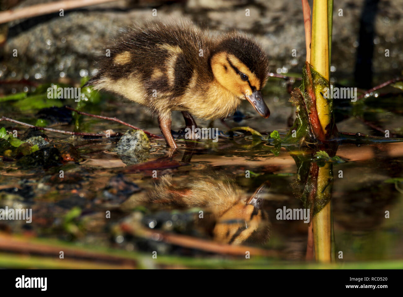 cute tiny young duckling in spring Stock Photo - Alamy