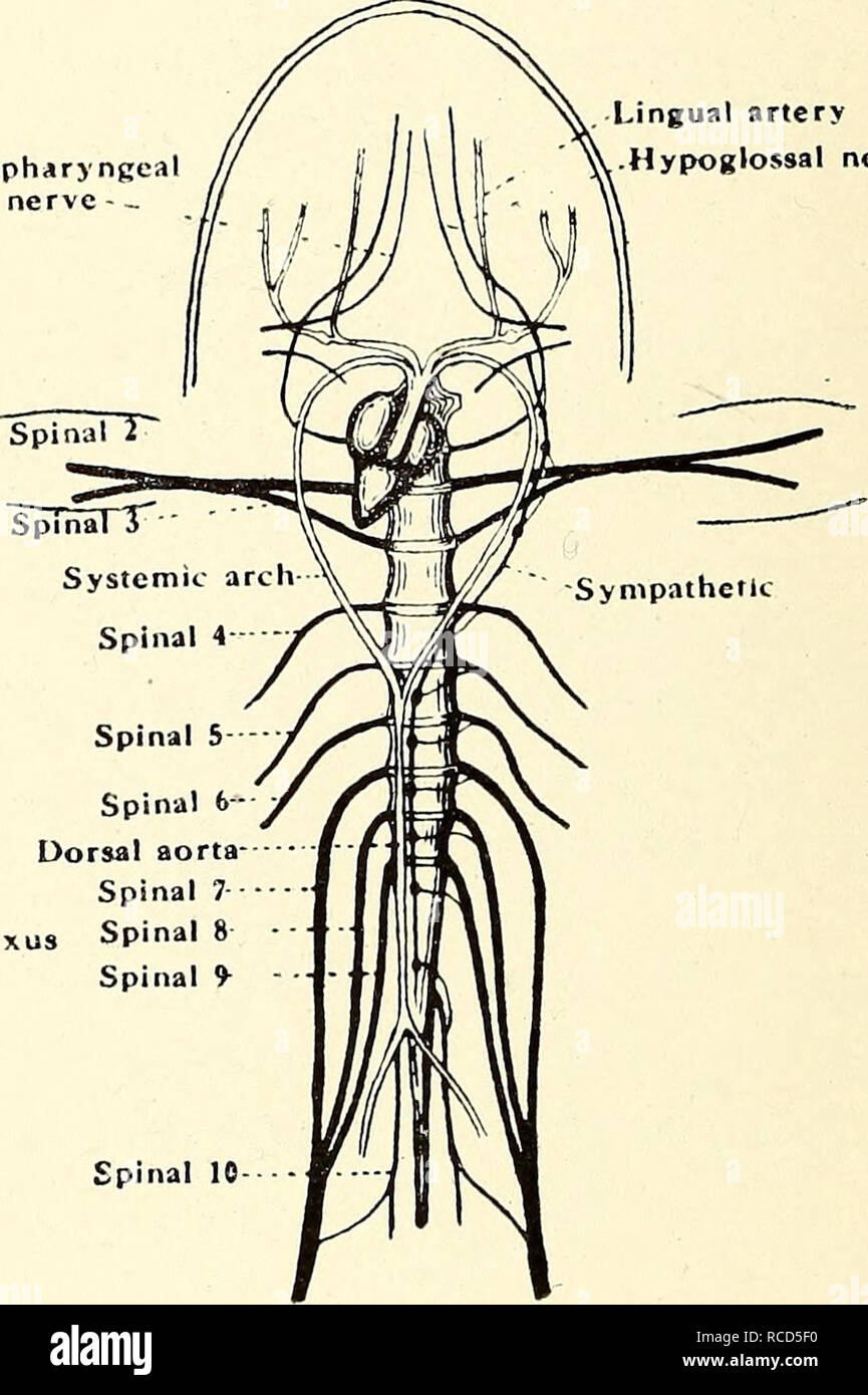 . Dissection of the platana and the frog. Xenopus laevis; Rana ...