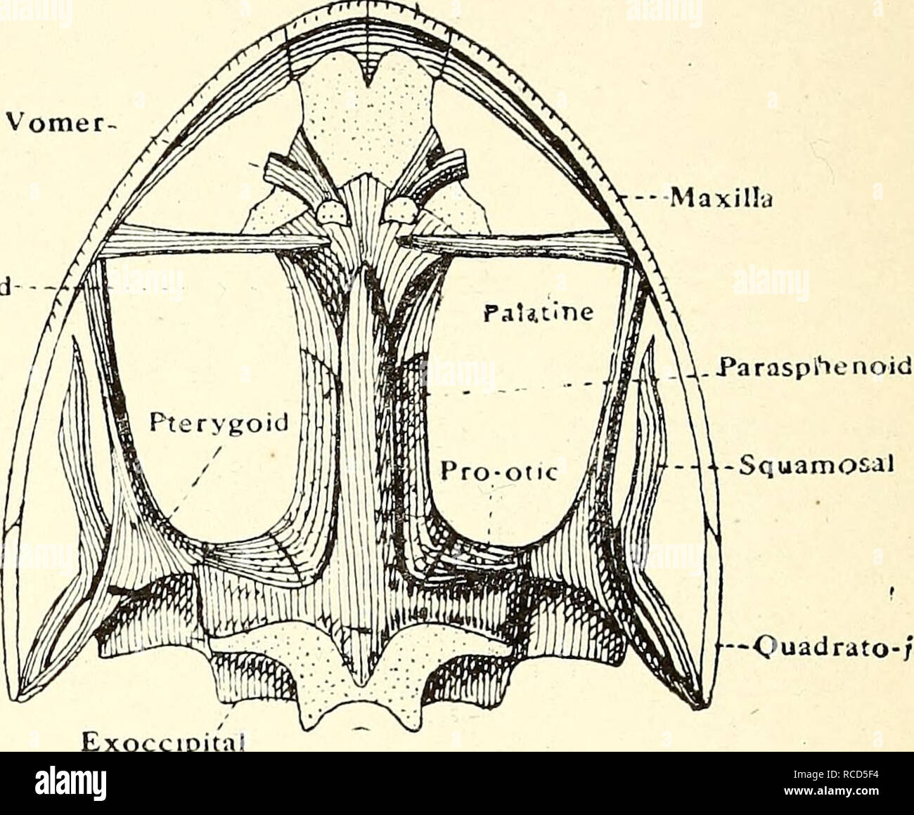. Dissection of the platana and the frog. Xenopus laevis; Rana ...