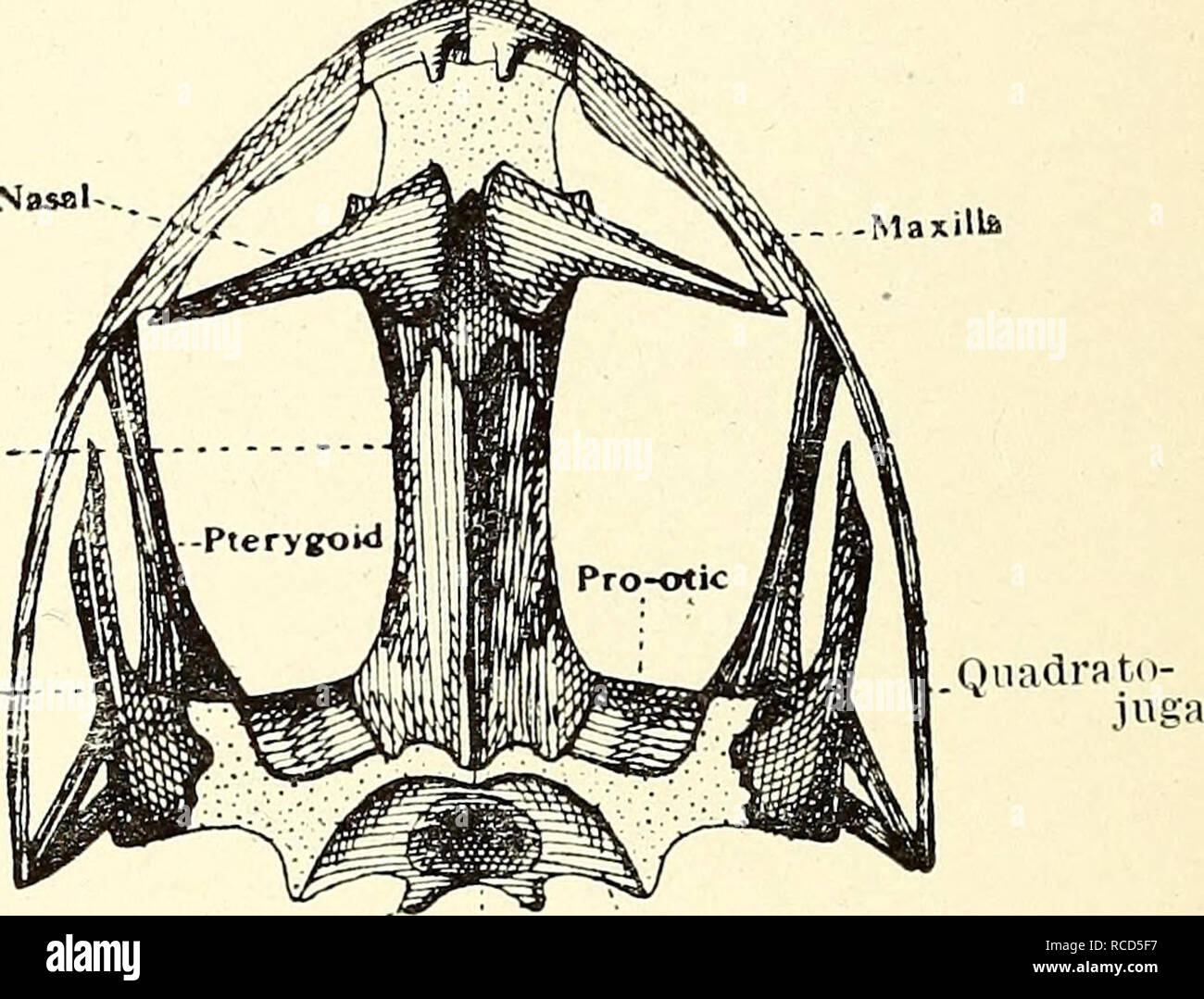 . Dissection of the platana and the frog. Xenopus laevis; Rana ...