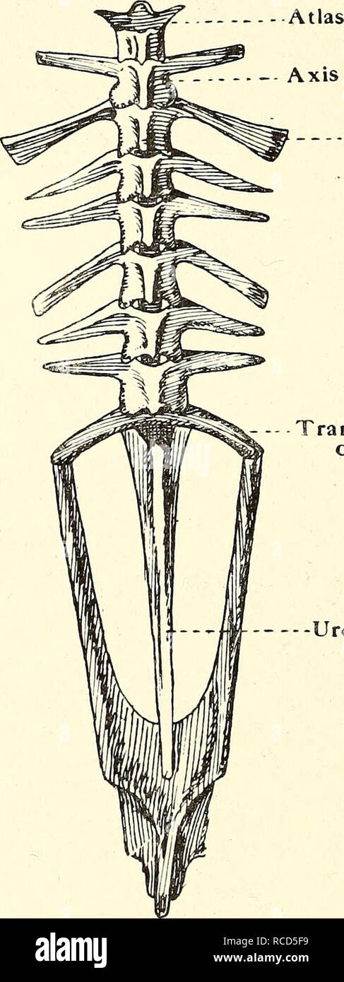 . Dissection of the platana and the frog. Xenopus laevis; Rana ...