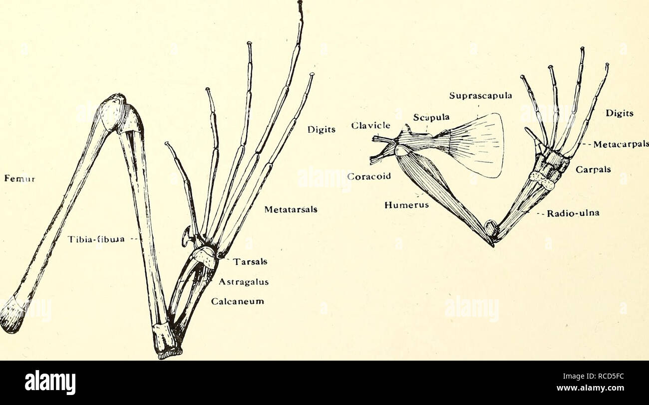 . Dissection of the platana and the frog. Xenopus laevis; Rana ...