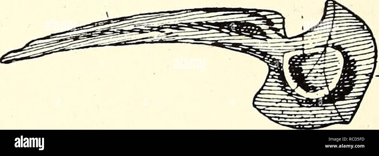 . Dissection of the platana and the frog. Xenopus laevis; Rana ...