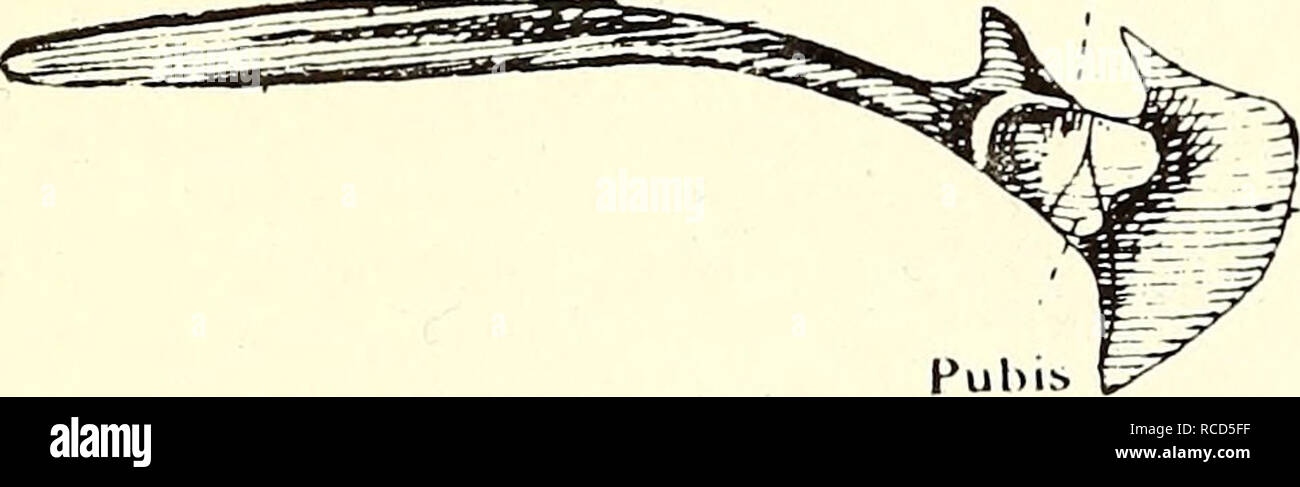 . Dissection of the platana and the frog. Xenopus laevis; Rana ...