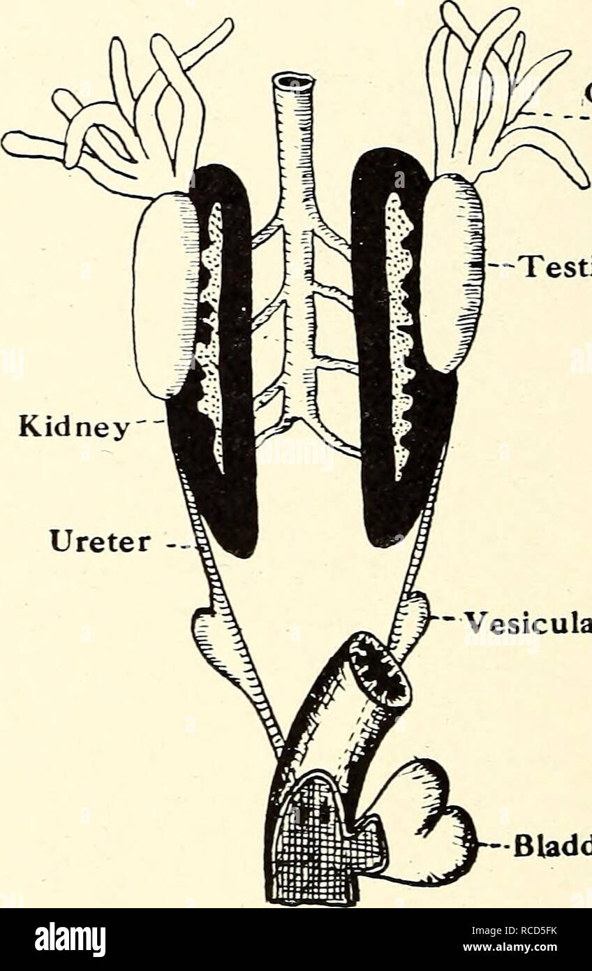 Frog Urogenital System