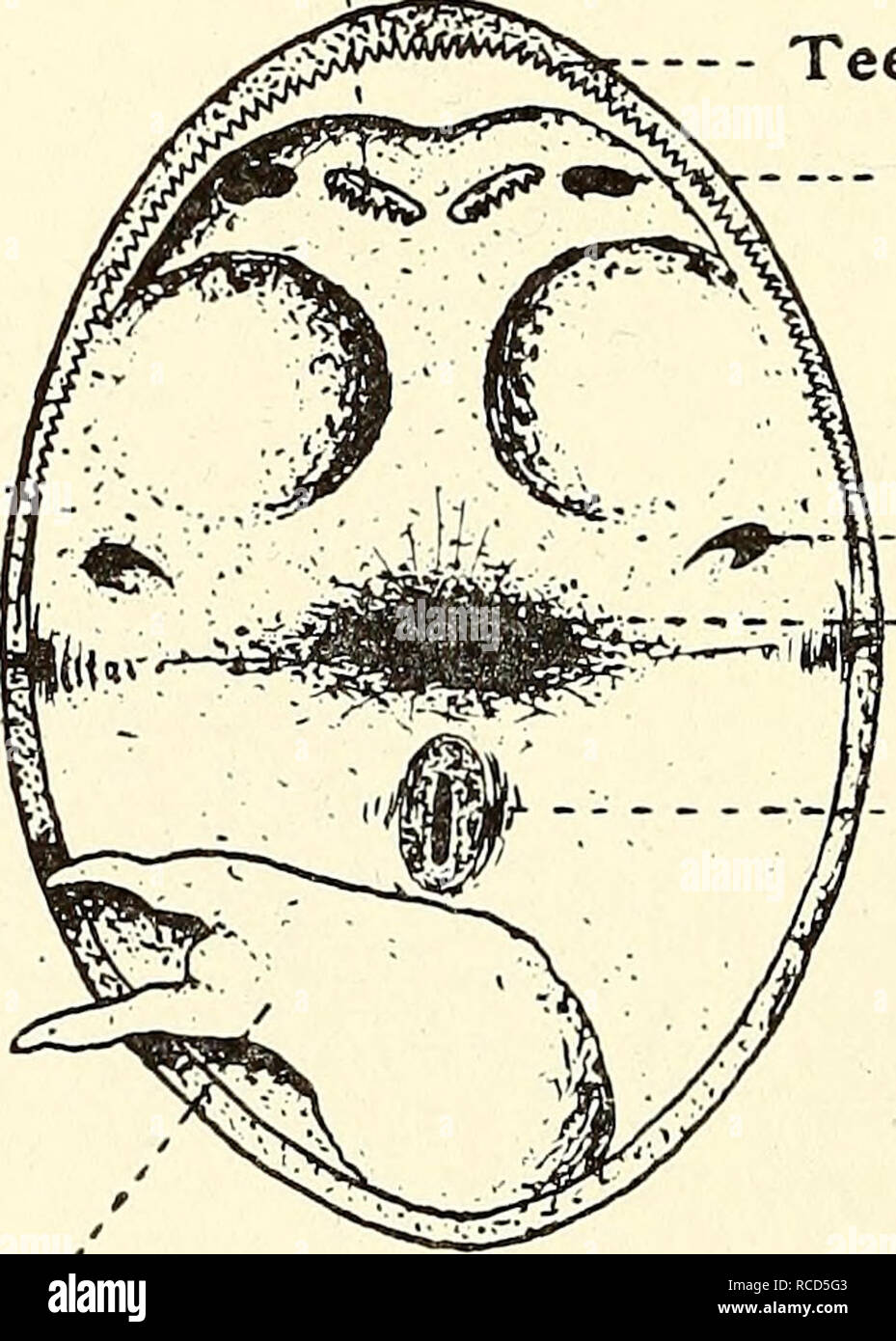 . Dissection of the platana and the frog. Xenopus laevis; Rana ...