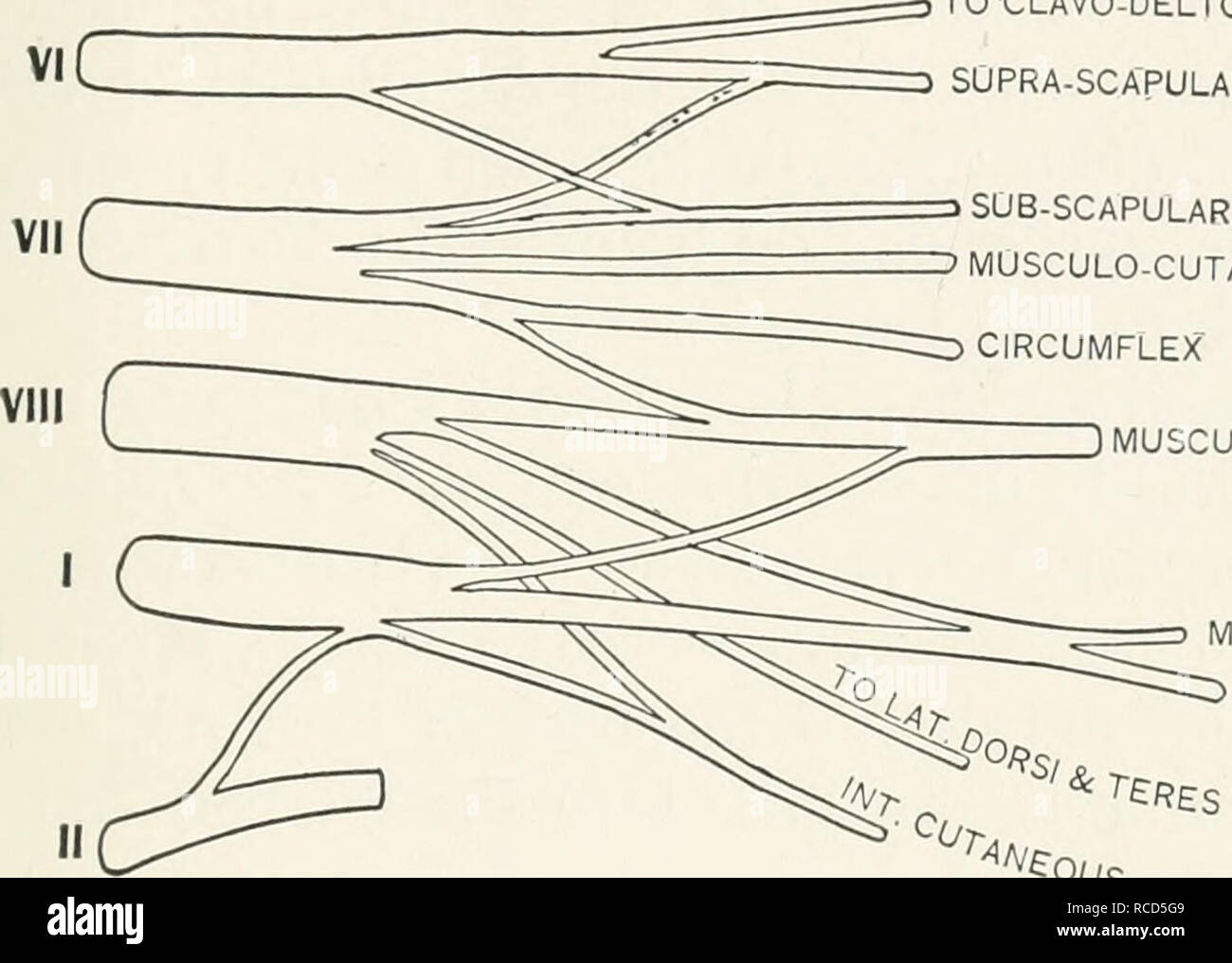 . Dissection of the dog : as a basis for the study of physiology. Dogs ...