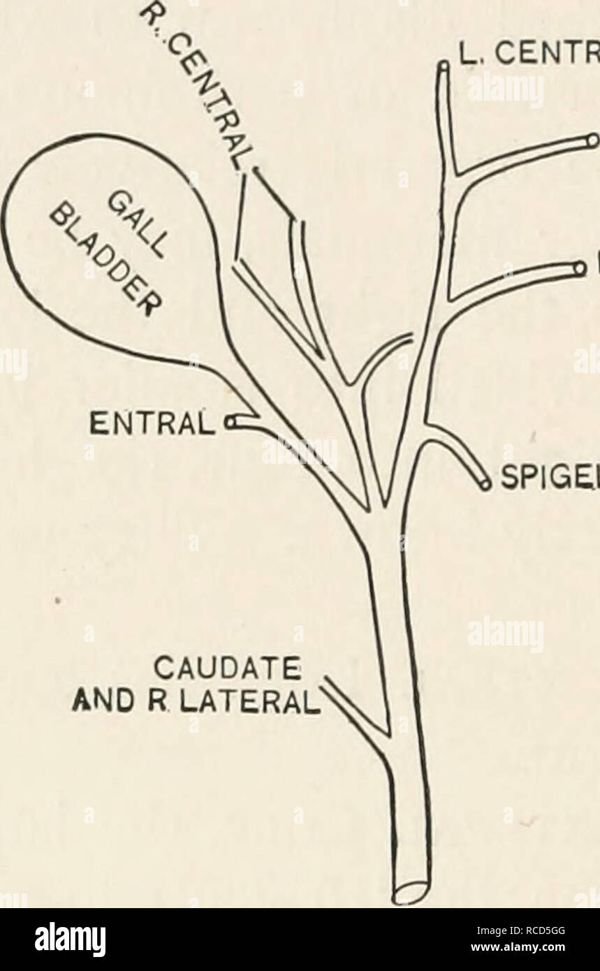 . Dissection of the dog : as a basis for the study of physiology. Dogs ...