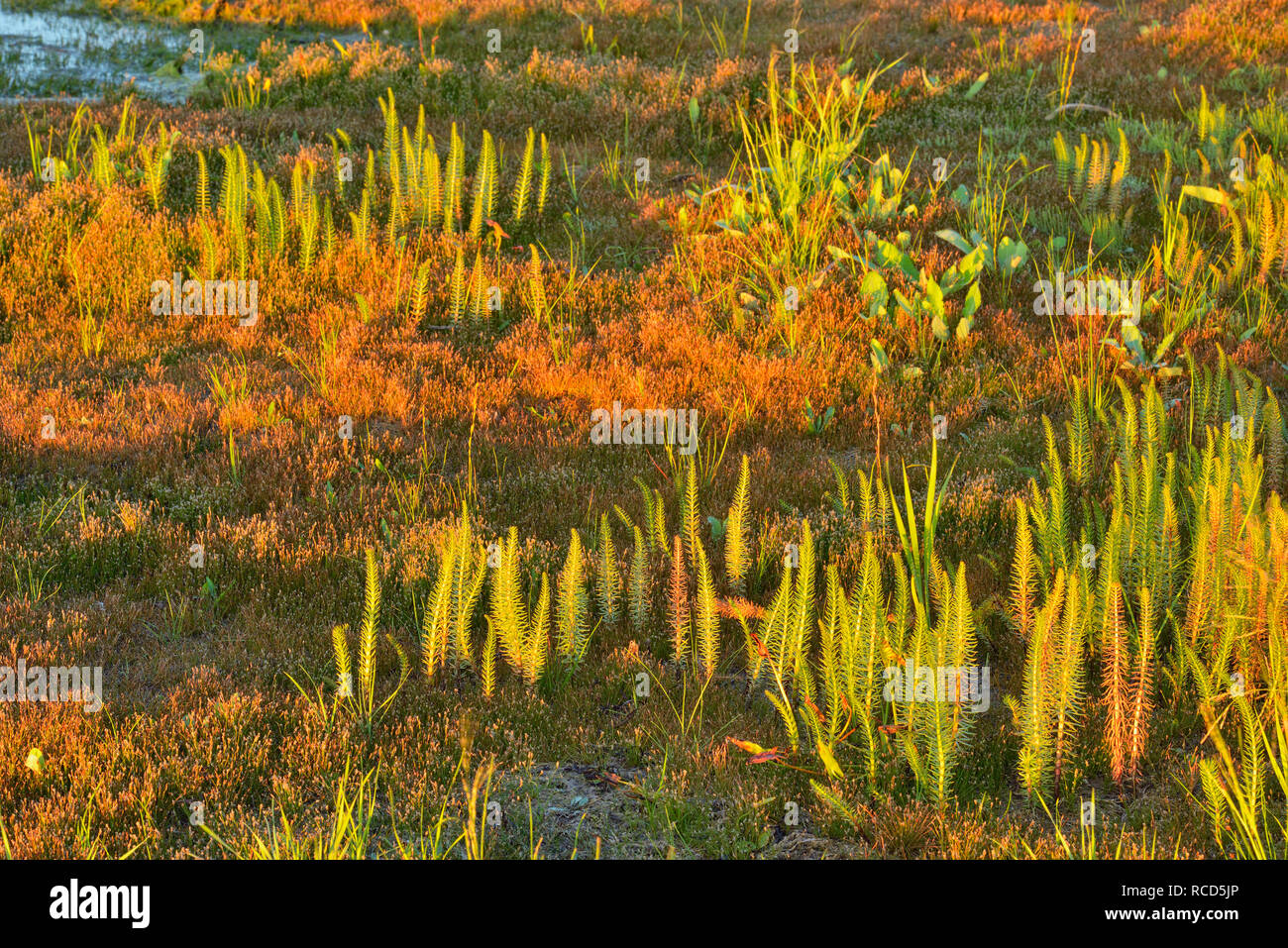 Dawn of the buffalo hi-res stock photography and images - Alamy