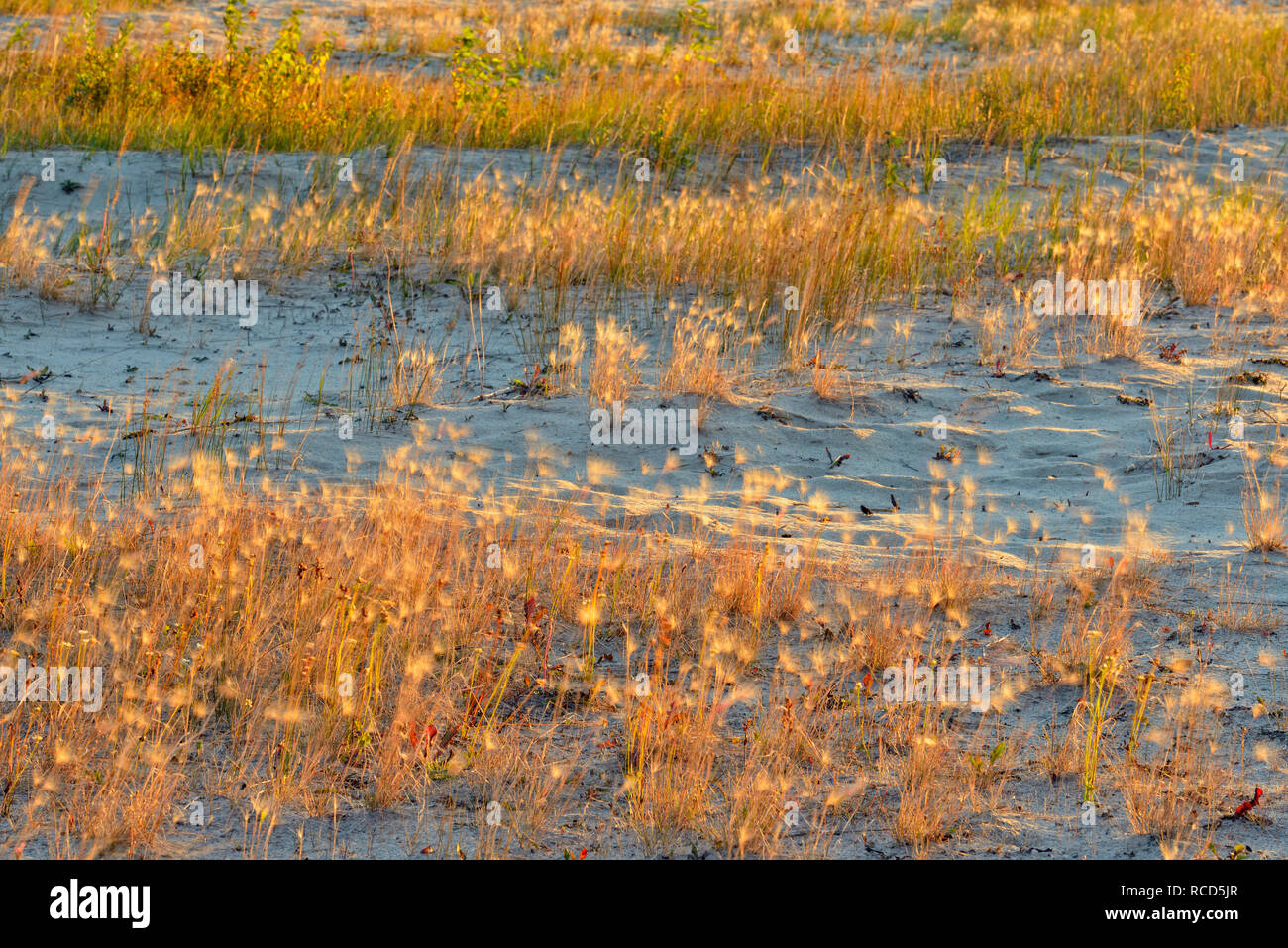 Dawn of the buffalo hi-res stock photography and images - Alamy