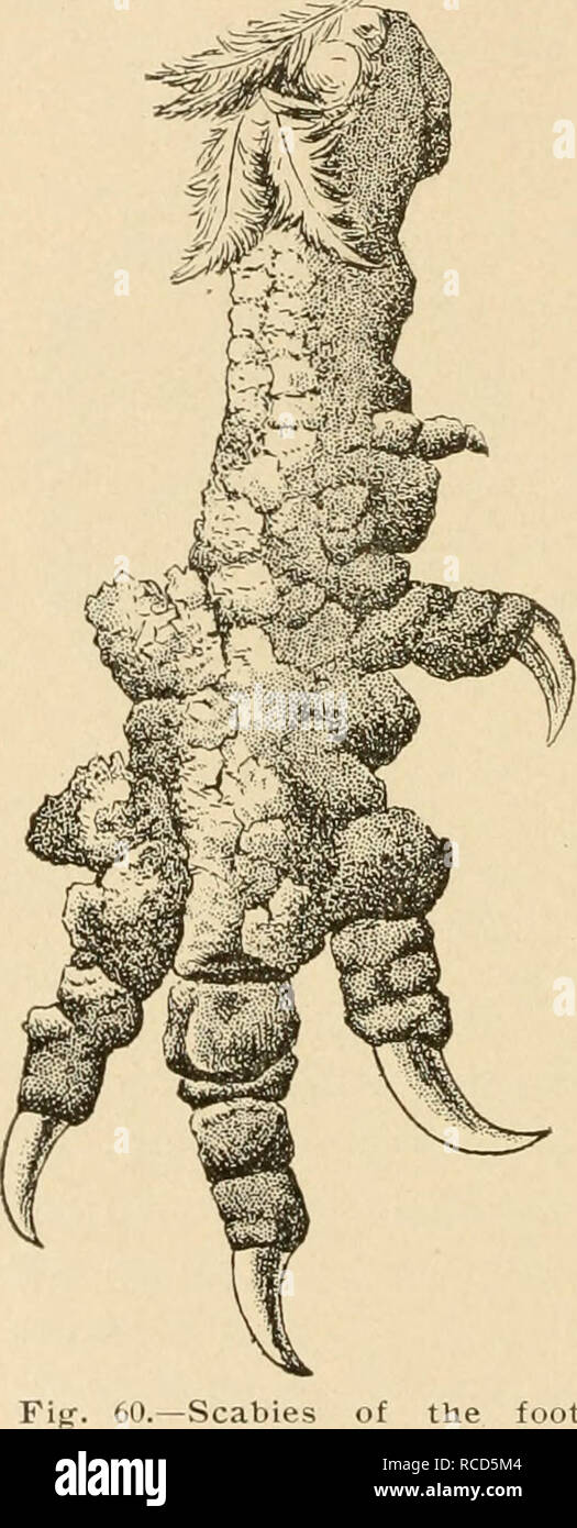 Sarcopt hi-res stock photography and images - Alamy