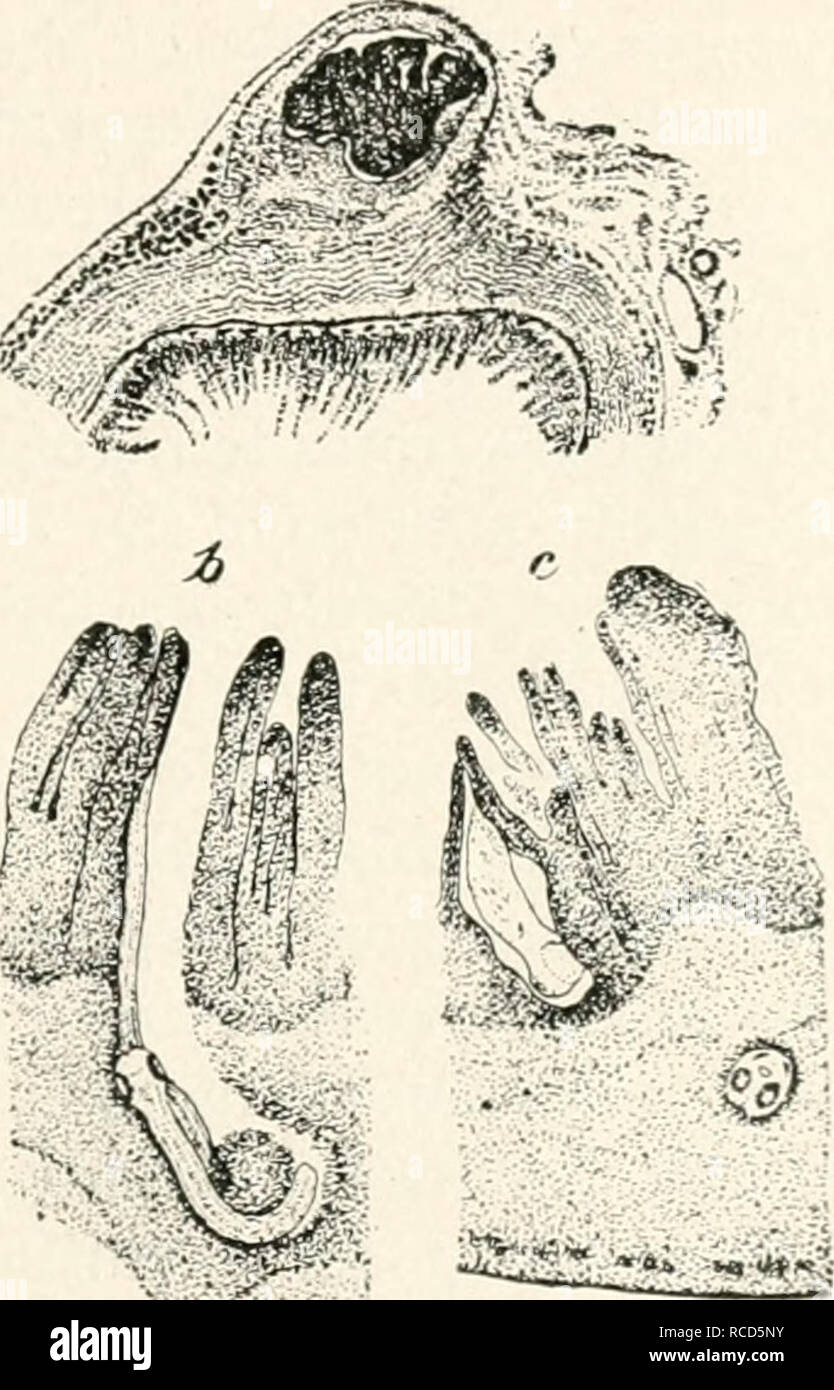 Poultry tapeworms hi-res stock photography and images - Alamy