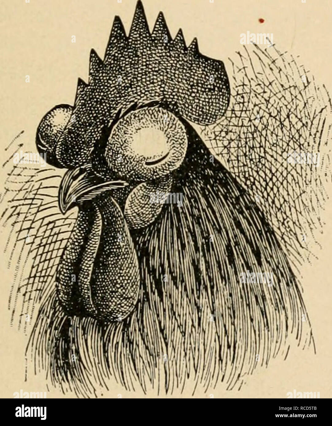 . The diseases of poultry. Poultry. DISEASES OF POULTRY. 33- with the ...