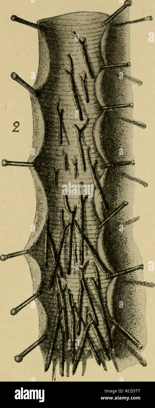 . Diseases of poultry; their etiology, diagnosis, treatment, and ...