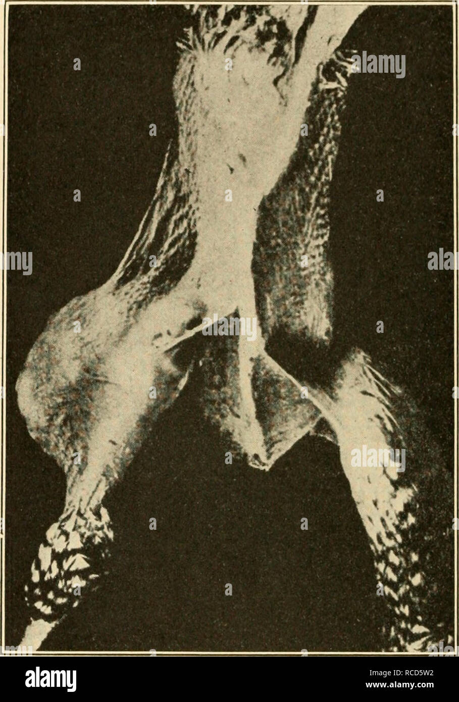 . Diseases of poultry; their etiology, diagnosis, treatment, and ...